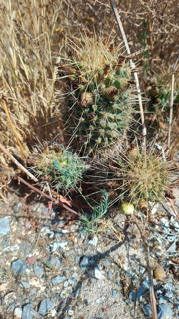 Coryphantha octacantha from 42743 Hgo., México on December 4, 2024 at ...