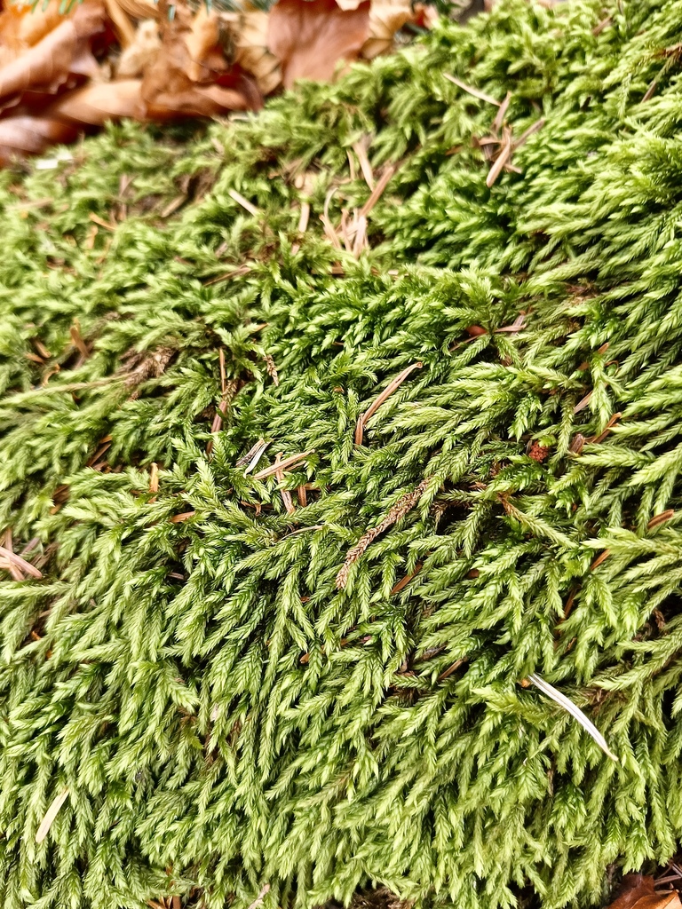 Larger Mouse-tail Moss from Делятин, Івано-Франківська область, Україна ...