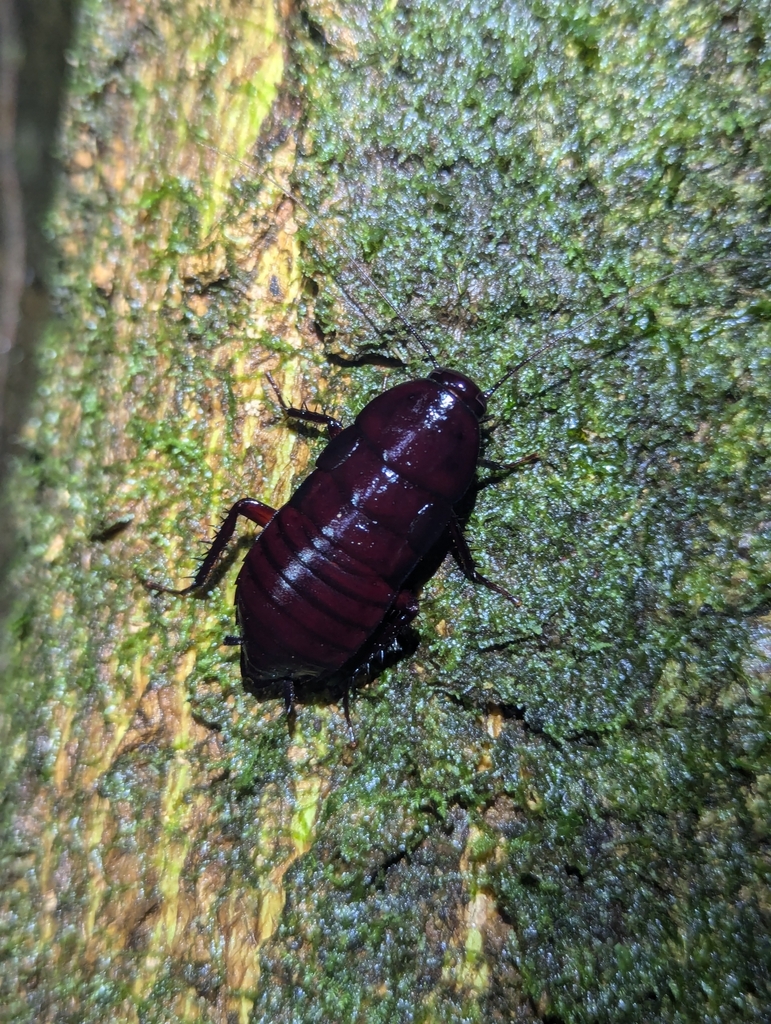Cockroaches and Termites from F86Q+6MX, Alajuela Province, La Fortuna ...