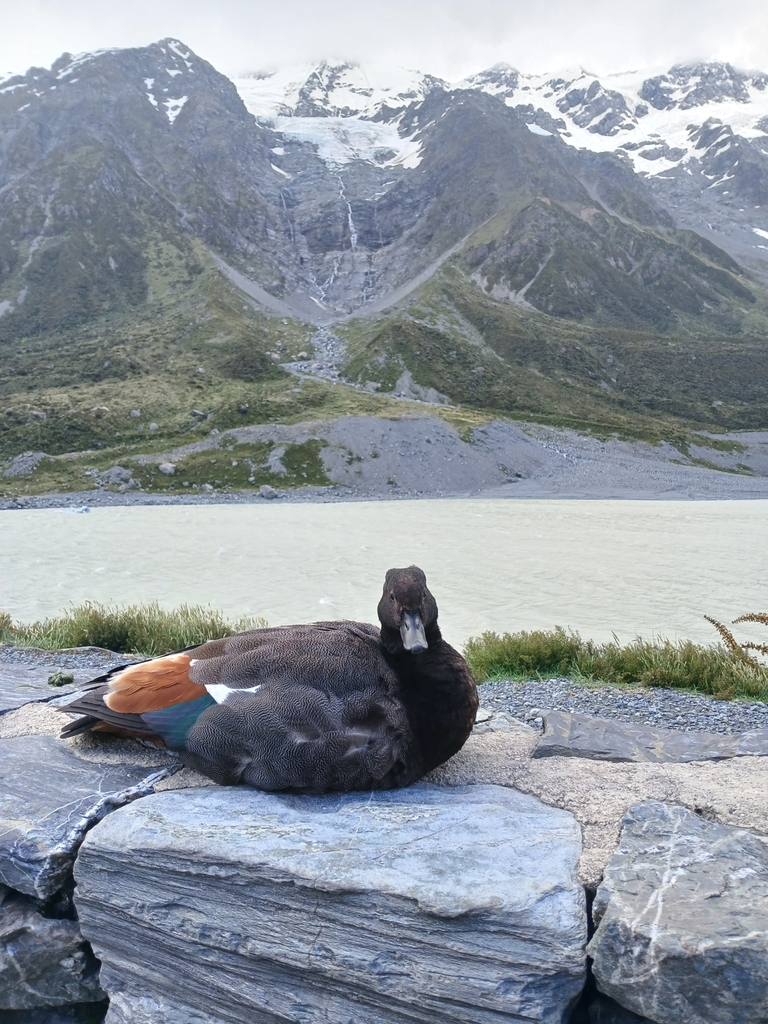 Paradise Shelduck from Canterbury 7999, New Zealand on December 11 ...