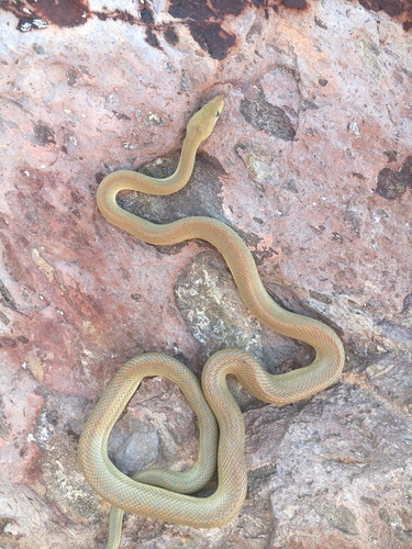 Baja California Ratsnake (Bogertophis rosaliae) - Snakes and Lizards