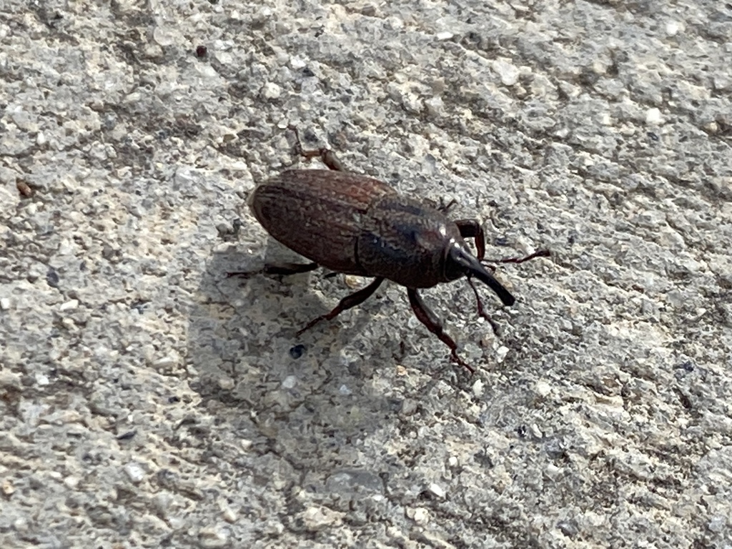 Hunting Billbug in December 2024 by greyfin · iNaturalist
