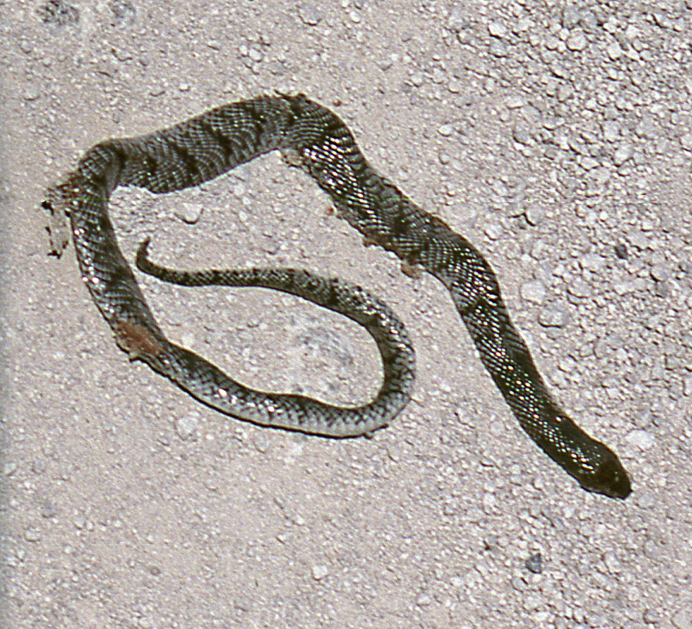 Cape Coral Snake from Oshana Region, Namibia on April 5, 1997 at 02:01 ...