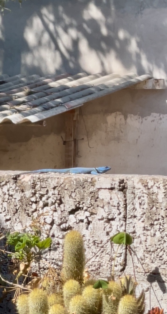 Minor Lizard in December 2024 by lupitabowser. Lagartija azul con línea ...