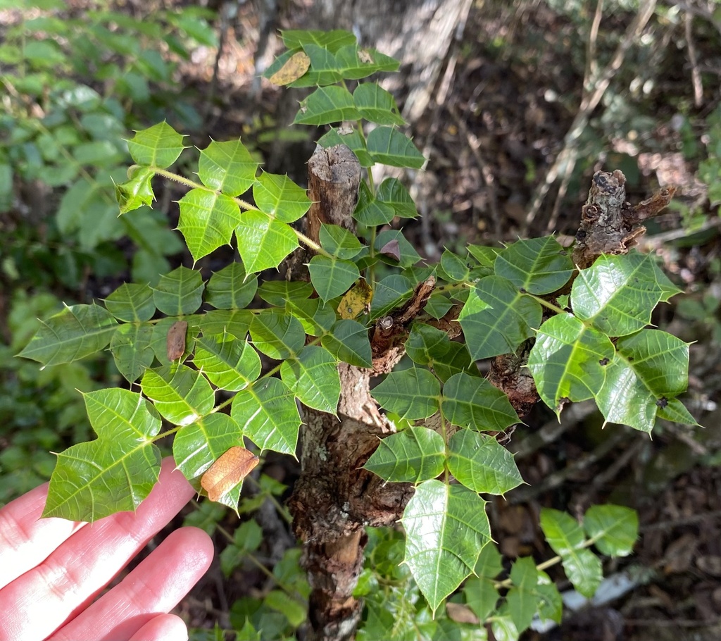 Poison Ash from Guanajibo, Cabo Rojo 00623, Puerto Rico on December 11 ...