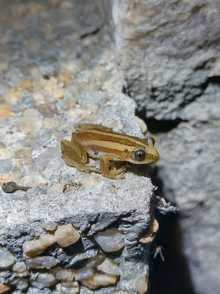 Four-lined Spiny Reed Frog from Bujumbura, Burundi on December 2, 2024 ...