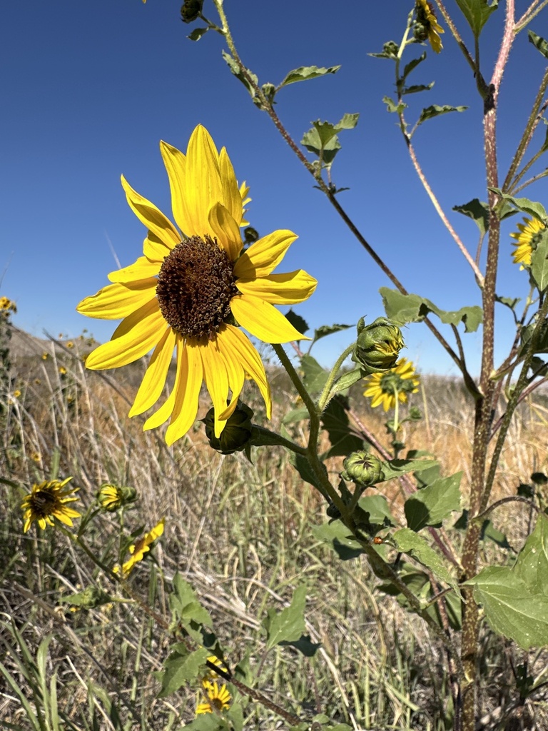 Common Sunflower from Big Bend National Park, Brewster County, US-TX ...
