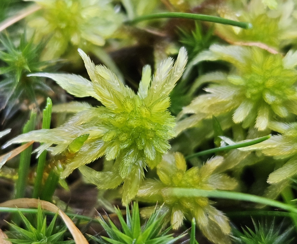 Flat-top Bogmoss from River Dane, Buxton SK17 0TG, UK on December 05, 2024 at 08:46 AM by Helen ...