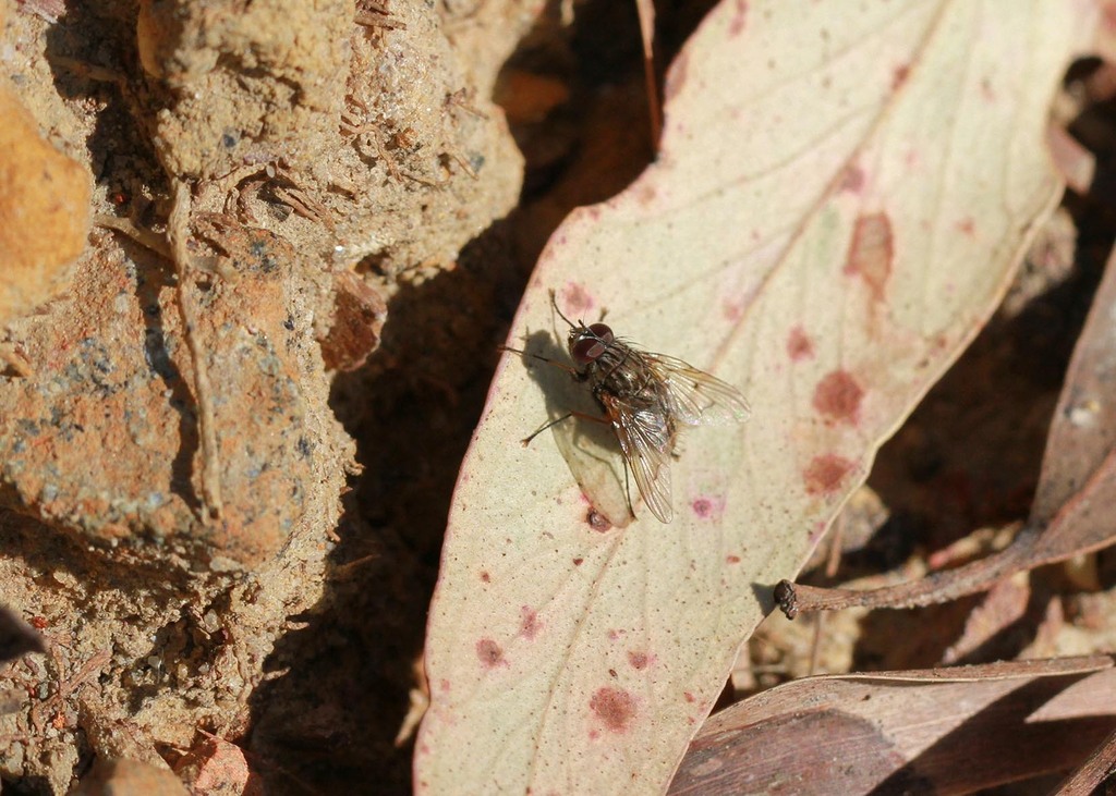 Phaoniinae from st ives on September 20, 2024 at 09:25 AM by Sandra ...