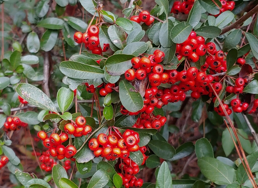 Firethorn from Mountain Park, GA, USA on December 11, 2024 at 11:30 AM ...
