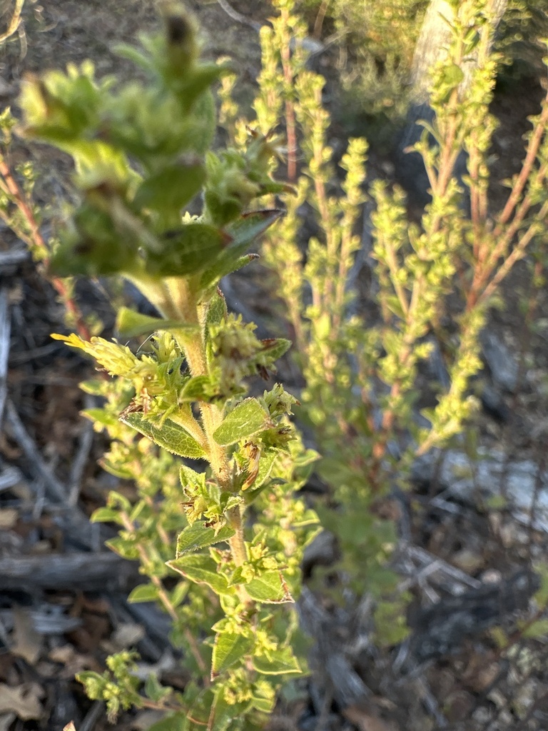 Hairy Pinweed from Cedar Creek, TX, US on December 11, 2024 at 04:32 PM ...