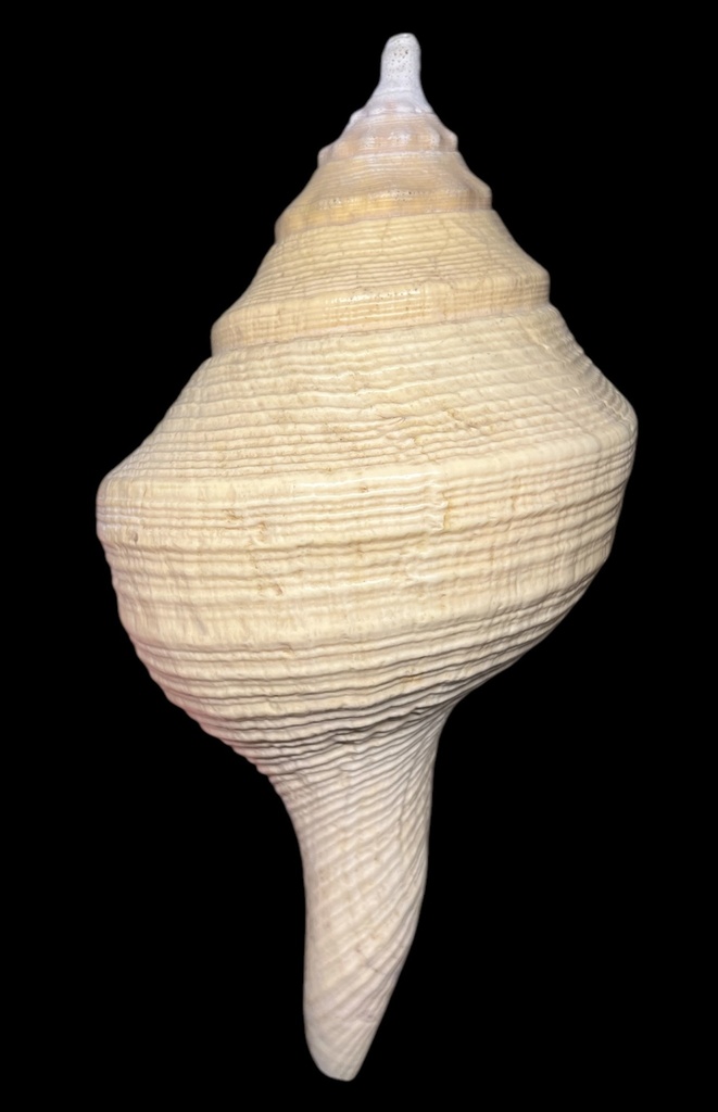 Australian Trumpet from Exmouth Gulf, Learmonth, WA, AU on April 26 ...