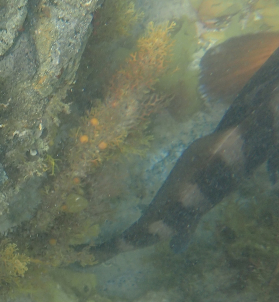 Banded Morwong from Karikari Peninsula 0483, New Zealand on December 04 ...