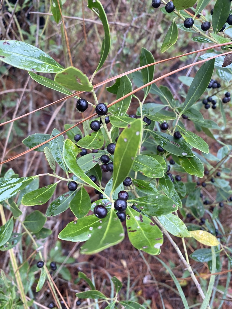 gallberry from US-98, Fairhope, AL, US on December 5, 2024 at 01:50 PM ...