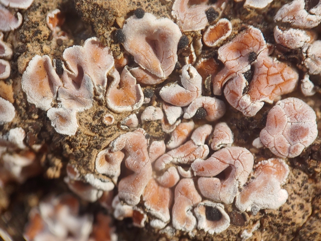 Blushing Scale from McDowell Sonoran Preserve on December 11, 2024 at ...