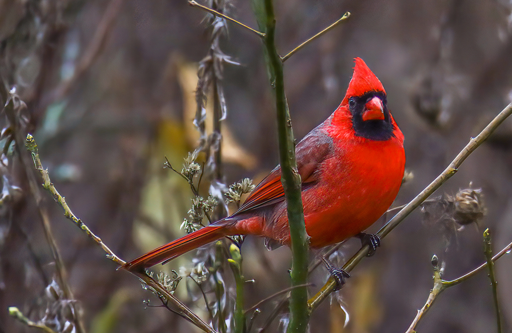 Northern Cardinal from Lexington, KY, USA on December 10, 2024 at 10:48 ...