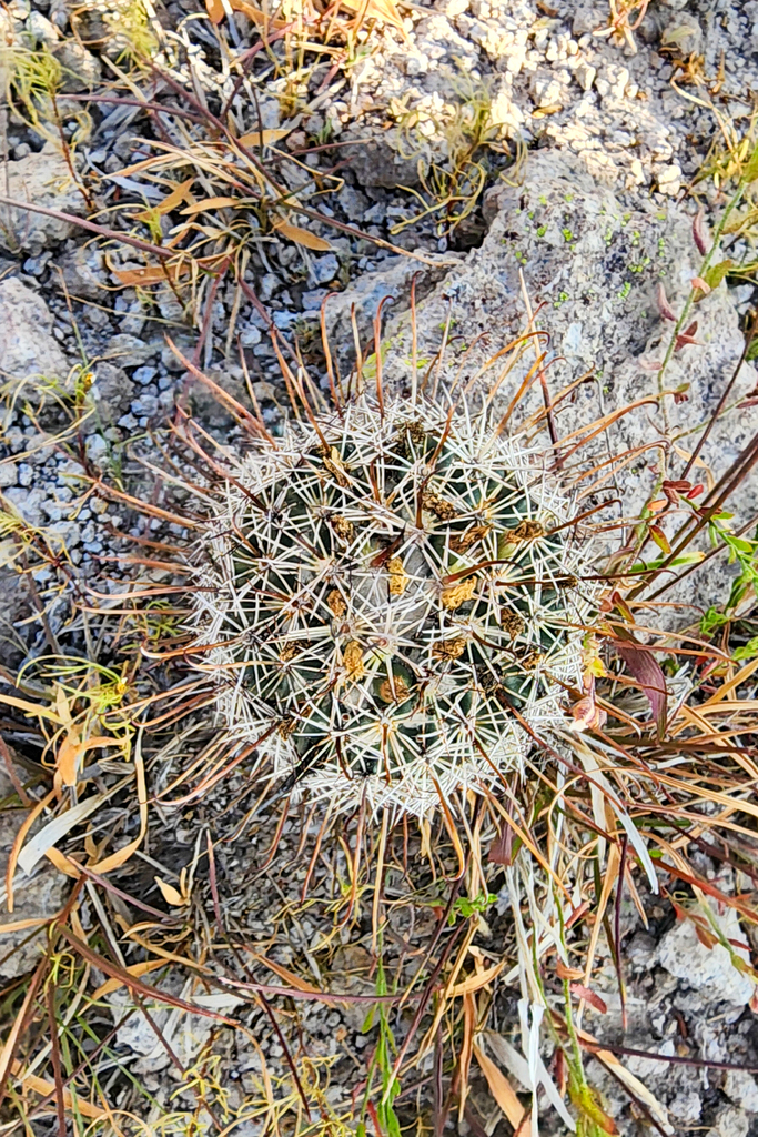 Coryphantha clavata from Villa de Arriaga, S.L.P., México on August 30 ...