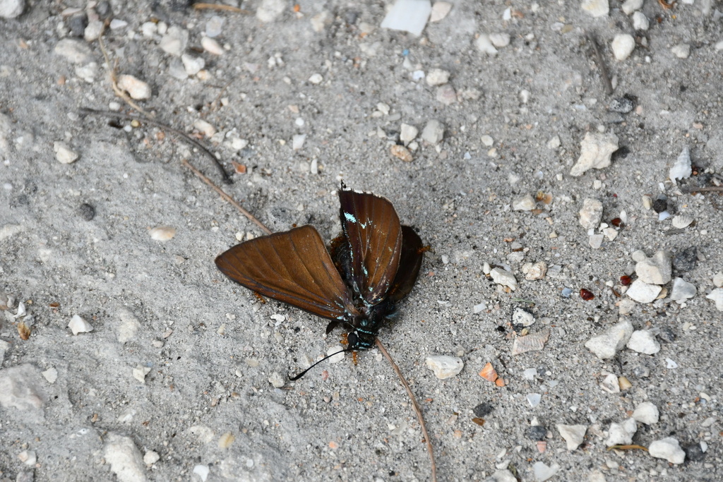 Florida Mangrove Skipper from Miami, FL, USA on December 11, 2024 at 02 ...