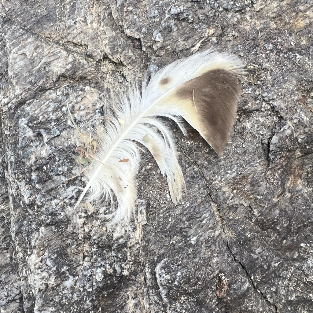 Owls from Magnesia Spring Ecological Reserve, Rancho Mirage, CA, US on ...