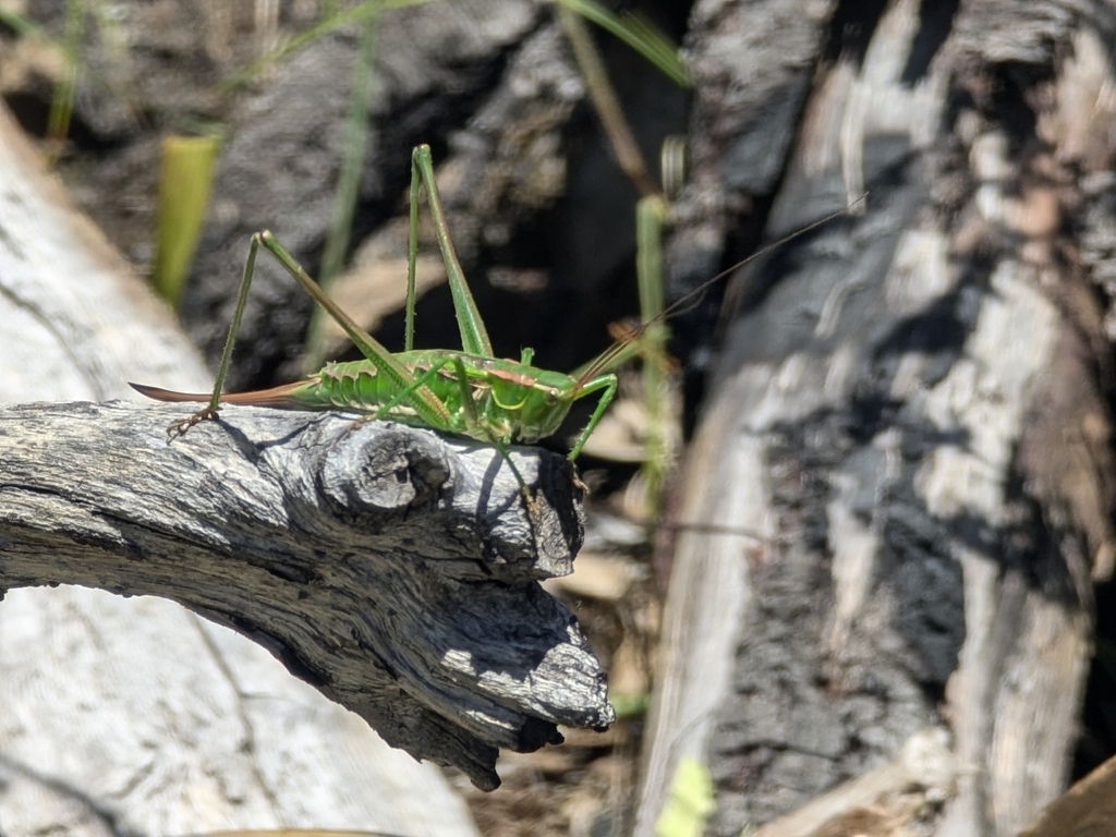 Adelaide Marauding Katydid from Coromandel East SA 5157, Australia on ...