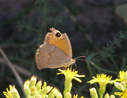 Turkish Meadow Brown (Maniola megala) · iNaturalist