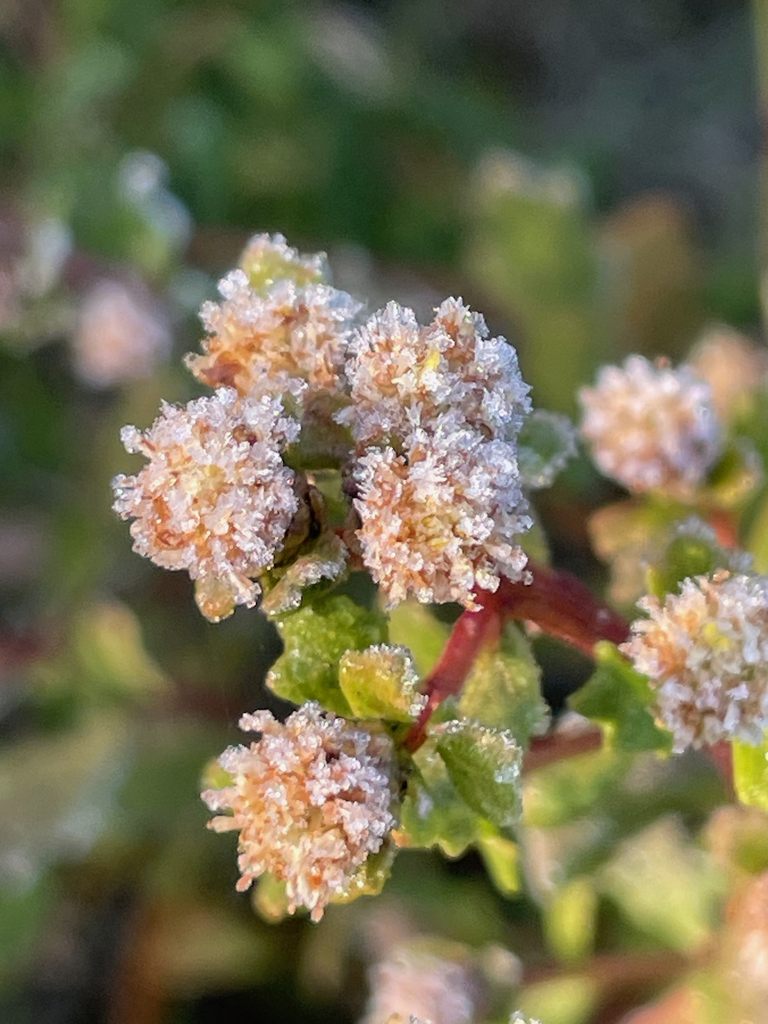 Chaparral Coyote Brush from Edgewood Park and Natural Preserve, Redwood ...