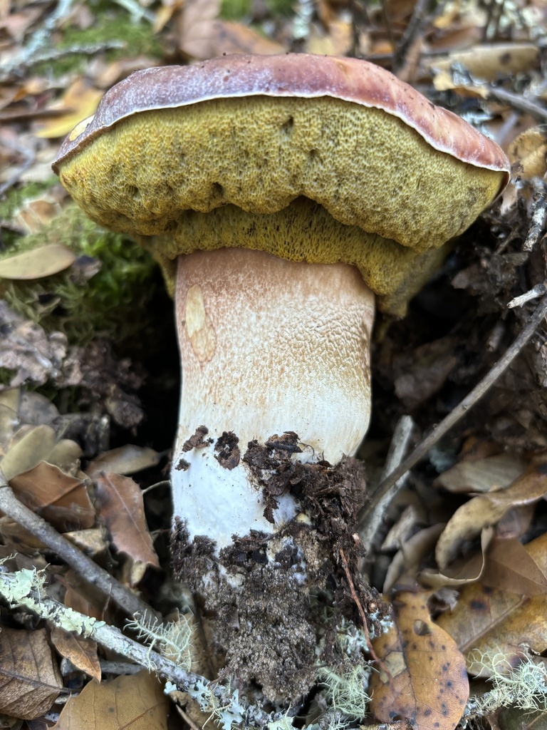Queen Bolete in December 2024 by reagan peschke. reticulate stipe, KOH ...