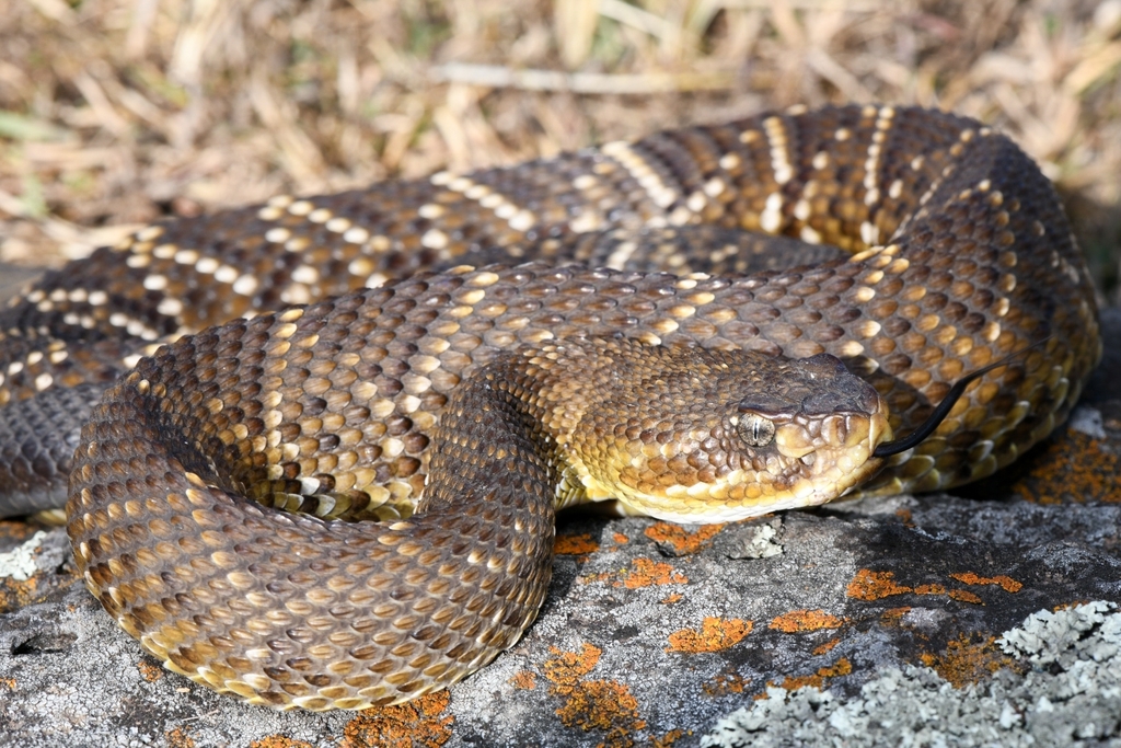 Basilisk Rattlesnake in December 2024 by Leonardo M. Martínez-Campos ...