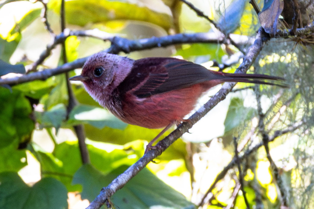 Pink-headed Warbler from San Cristóbal de las Casas, Chis., Mexico on ...