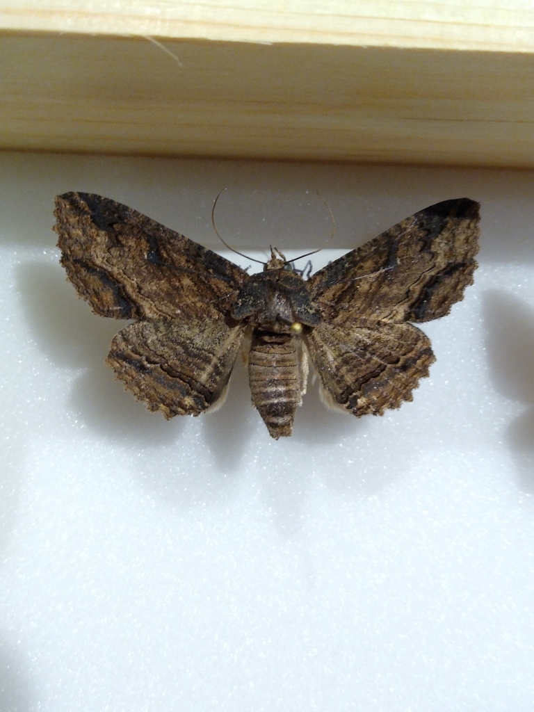 Lunate Zale Moth from South Elgin, IL, USA on August 14, 2024 by ...