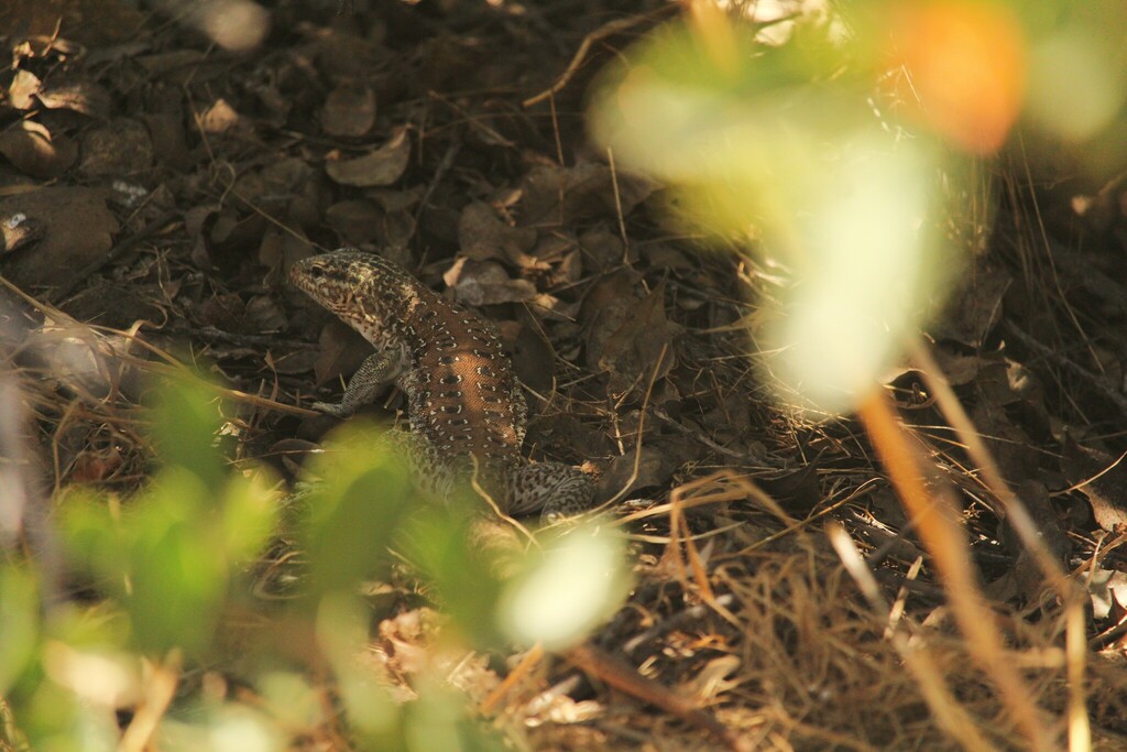 Spotted False Monitor from Santiago Province, Santiago Metropolitan ...