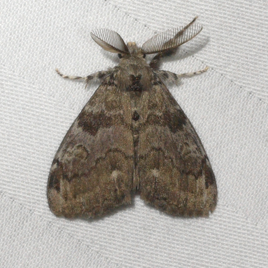 White-marked Tussock Moth from Cross Plains, WI 53528, USA on July 13 ...