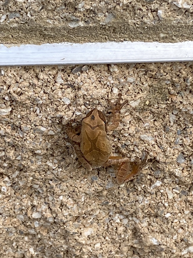 Spring Peeper from Mineral City, OH, US on September 28, 2024 at 10:11 ...