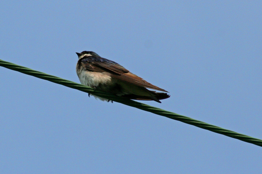 Tree Swallow from Erie County, OH, USA on July 20, 2014 at 09:38 AM by ...