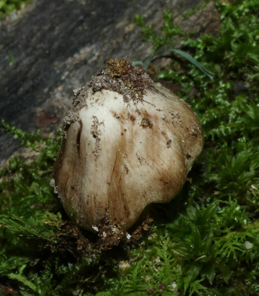 Inocybe insignis in June 2024 by lynath. in hardwood forest Note: Spore ...