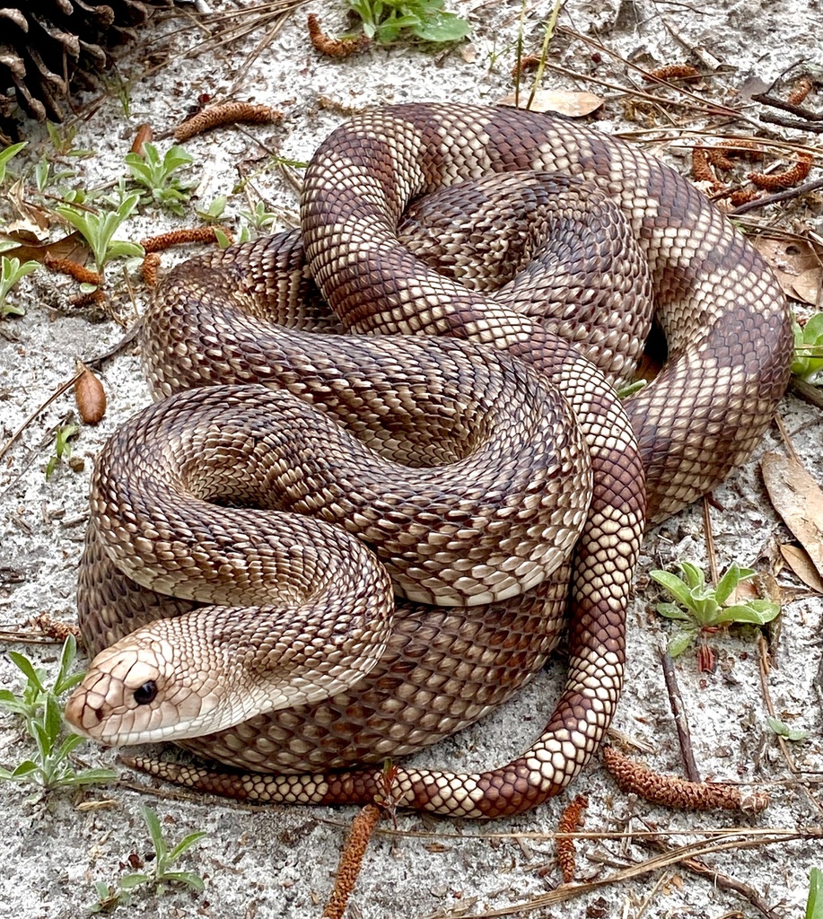 Florida Pine Snake in April 2021 by mtkingdave · iNaturalist