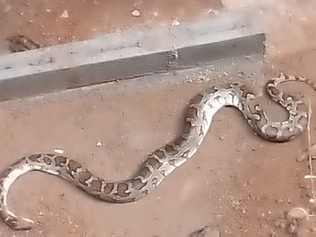 Indian Python in December 2024 by rookie65 · iNaturalist