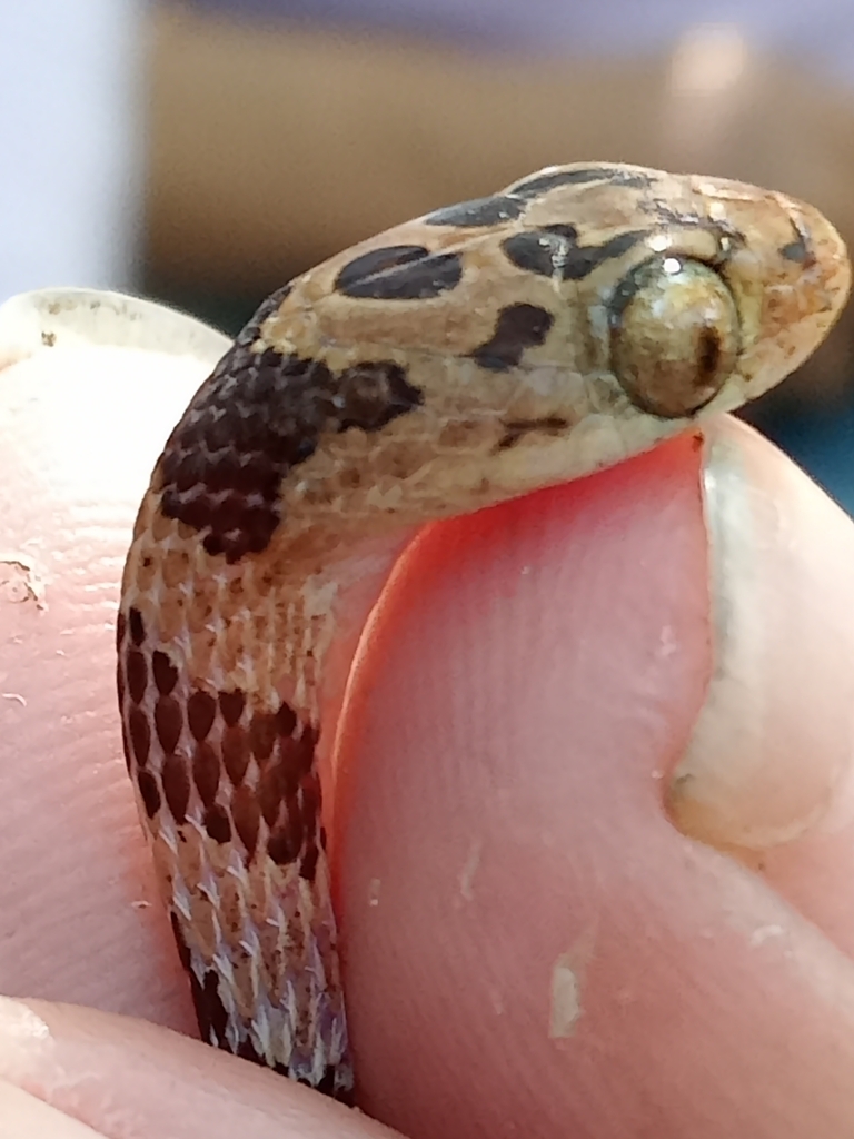 Central American Tree Snake from 70980 Santa María Huatulco, Oax ...