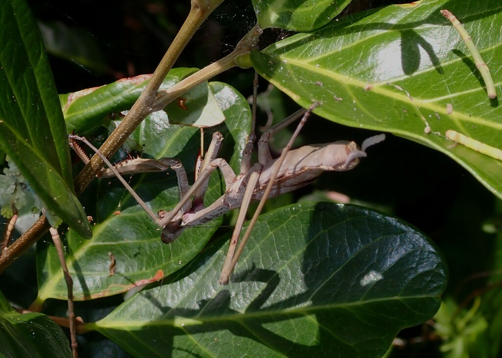 Australian Stick Mantis from Woolgoolga NSW 2456, Australia on December ...