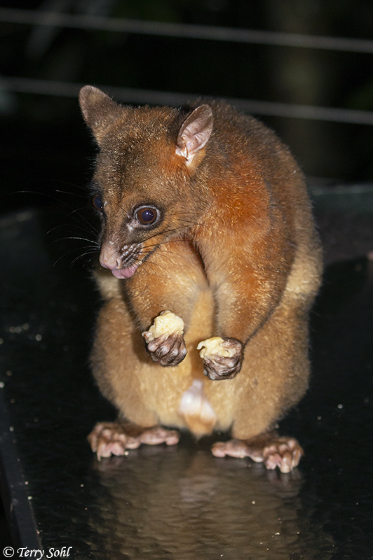 Coppery Brush-tailed Possum (Pocket guide to fauna of Hamilton Island ...