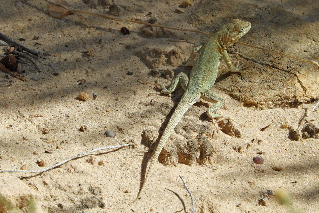 Common Side-blotched Lizard from Garfield County, UT, USA on September ...