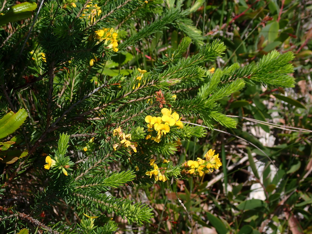 Parrot Pea from Red Rock NSW 2456, Australia on December 12, 2024 at 11 ...
