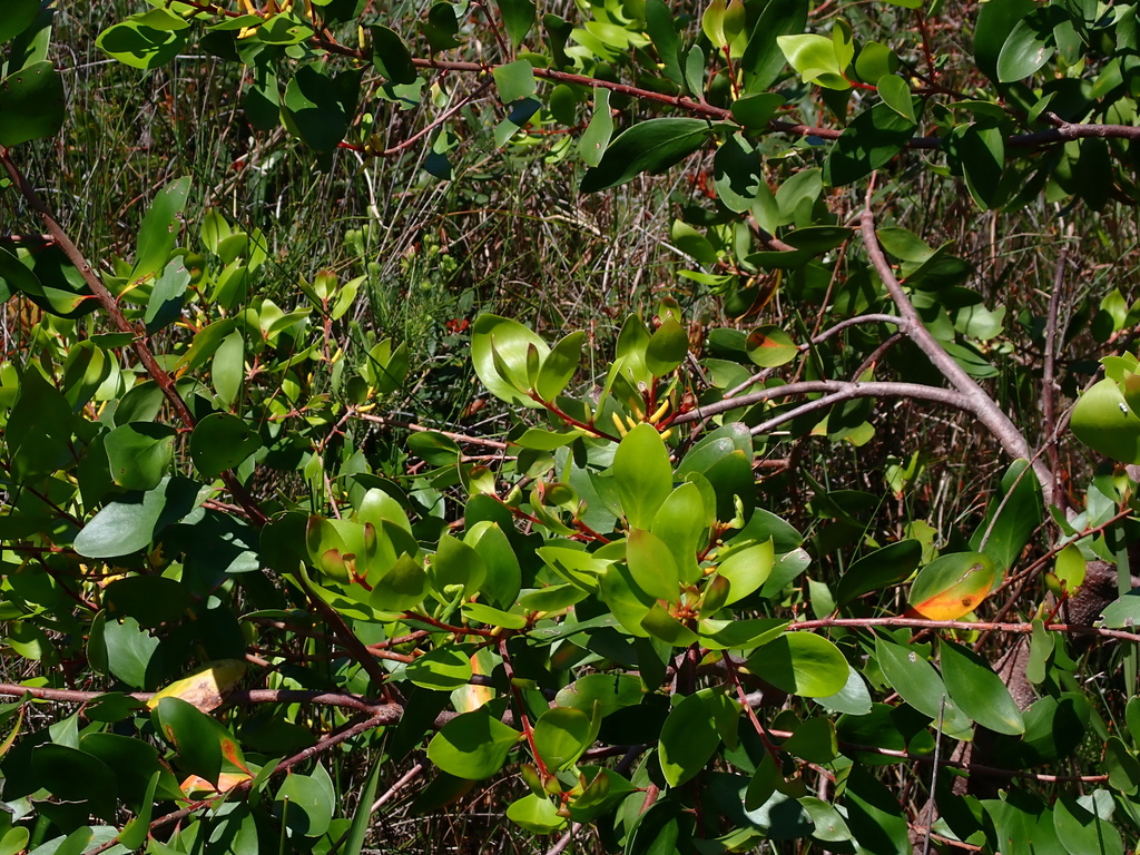 broad leaved geebung from Red Rock NSW 2456, Australia on December 12 ...