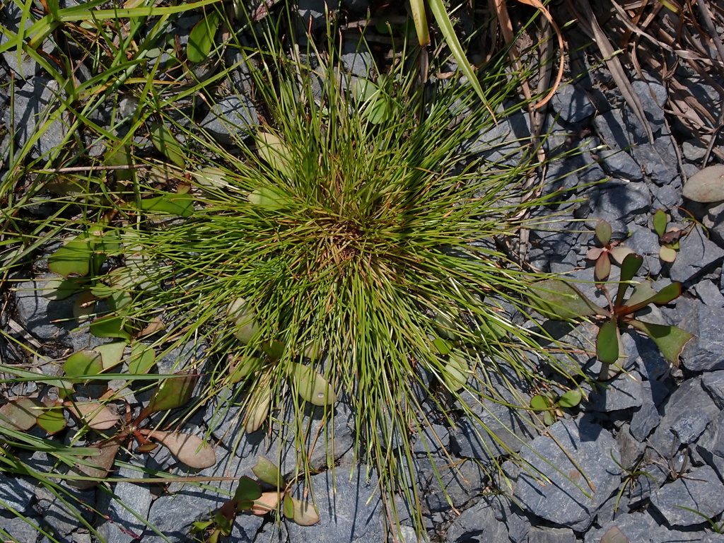 Fringe Rush from Red Rock NSW 2456, Australia on December 12, 2024 at ...