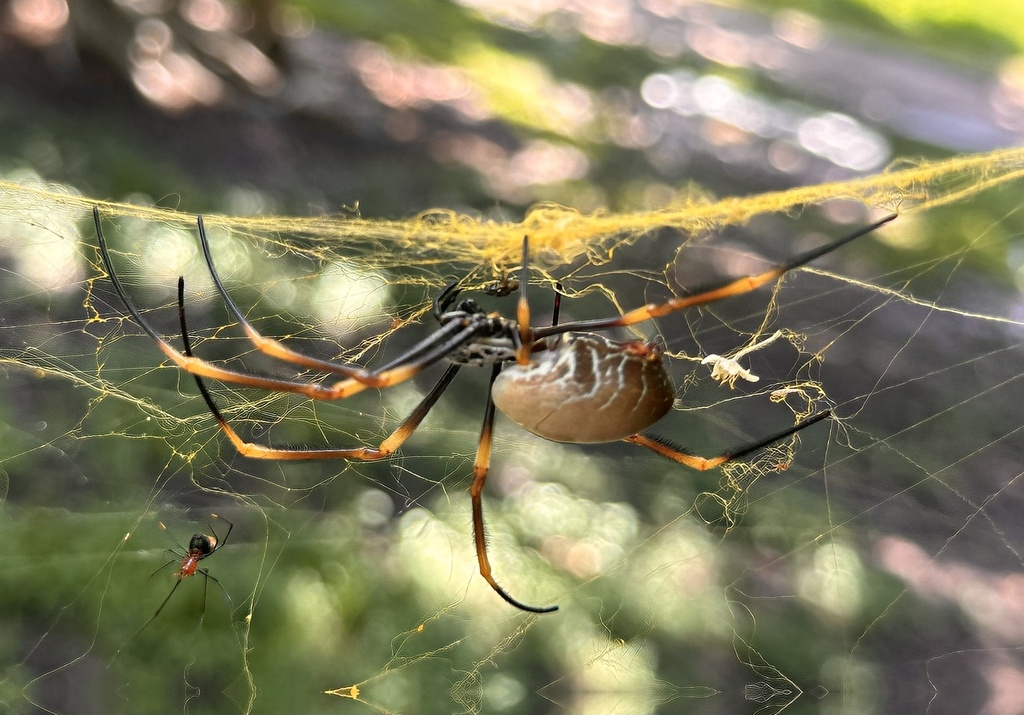 Tiger Spider from Picot St, Kelvin Grove, QLD, AU on December 12, 2024 ...