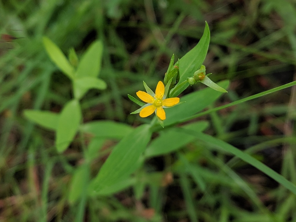 large canadian st. john's-wort (Hypericum majus) - Botanical Realm