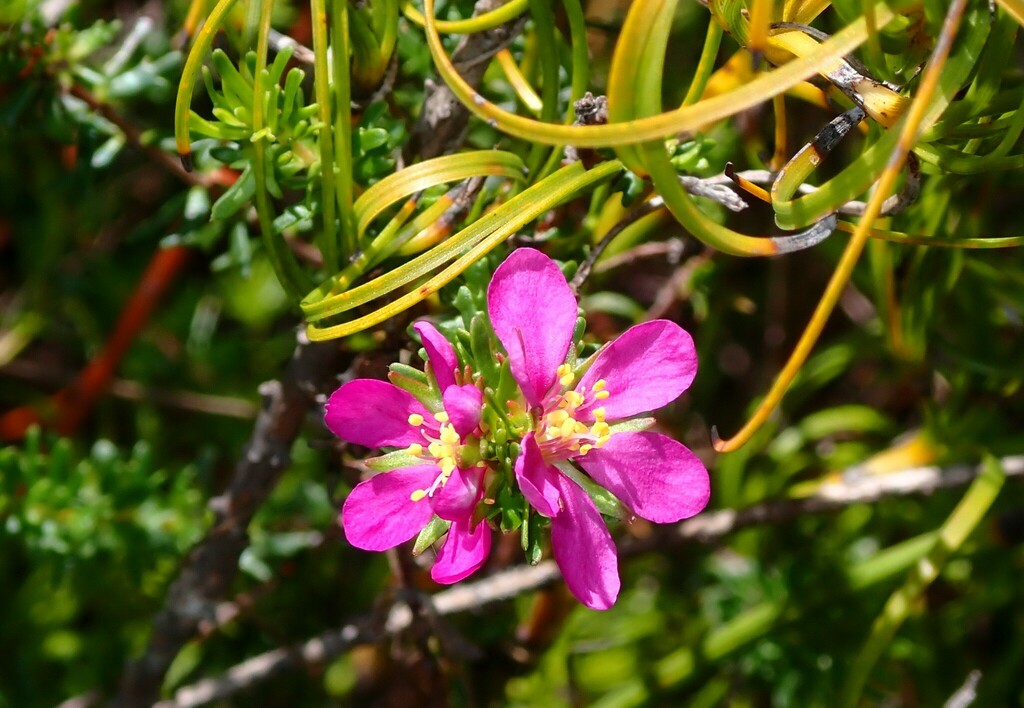 clustered bauera from Red Rock NSW 2456, Australia on December 12, 2024 ...