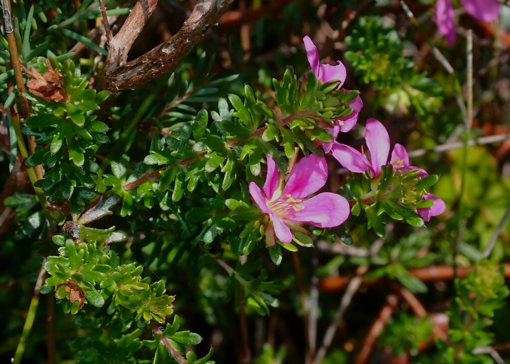 clustered bauera from Red Rock NSW 2456, Australia on December 12, 2024 ...