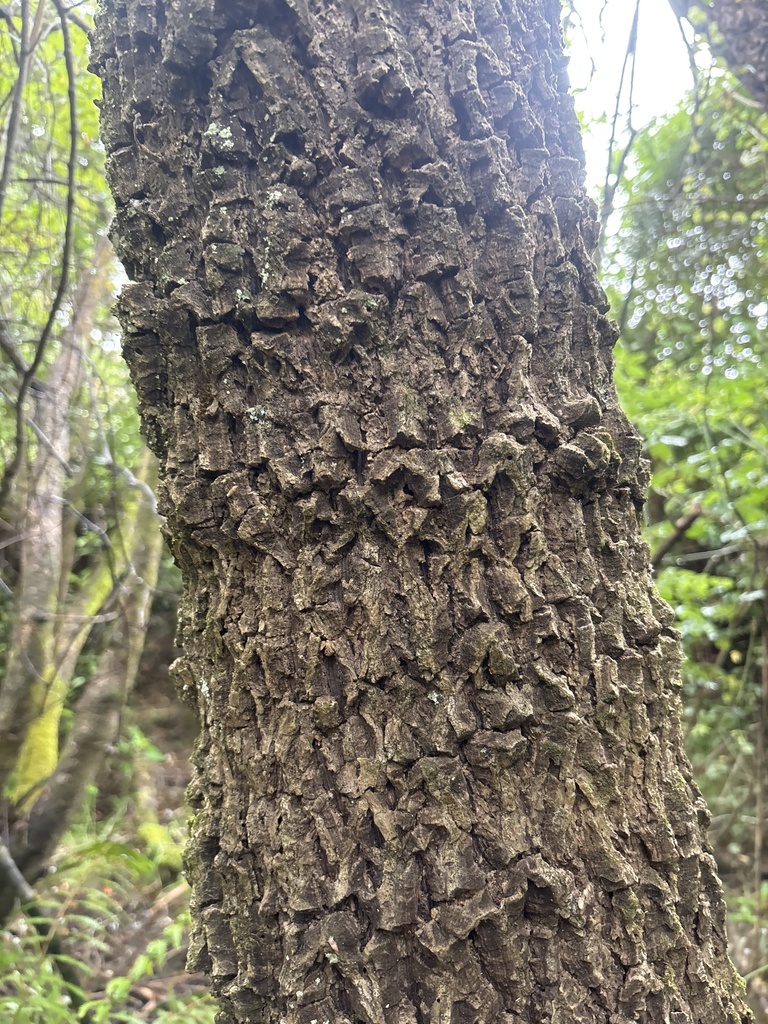 New Zealand cabbage tree from North Island / Te Ika-a-Māui, Ongaonga ...