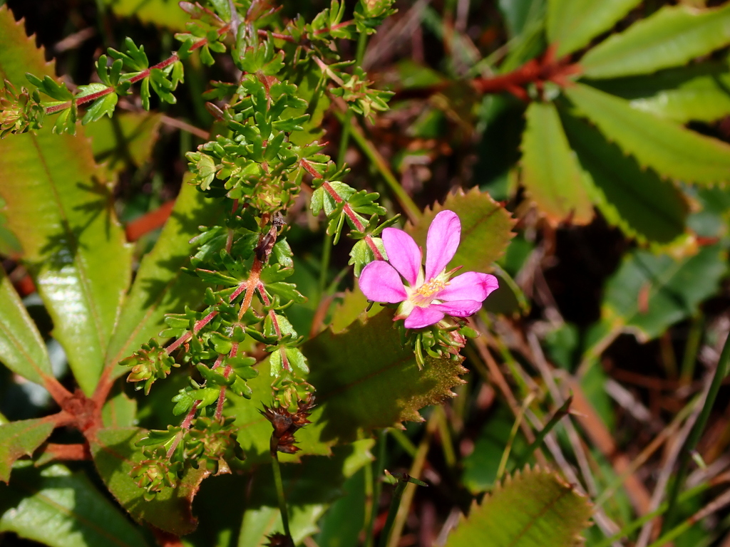 clustered bauera from Red Rock NSW 2456, Australia on December 12, 2024 ...